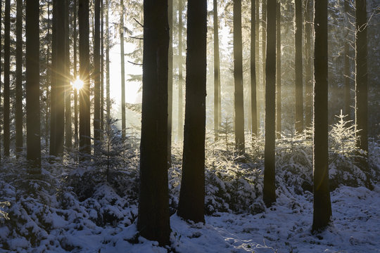 Nadelwald bilder – Bläddra bland 16,839 stockfoton, vektorer och videor ...