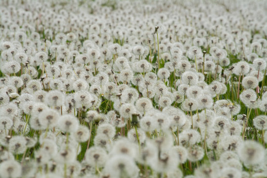 Pusteblumenwiese Images – Browse 91 Stock Photos, Vectors, and Video ...