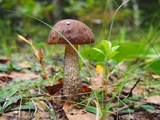 Fototapety i obrazy kozak grzyb