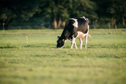 Free Cow Images – Browse 8,643 Free Stock Photos, Vectors, and Video ...