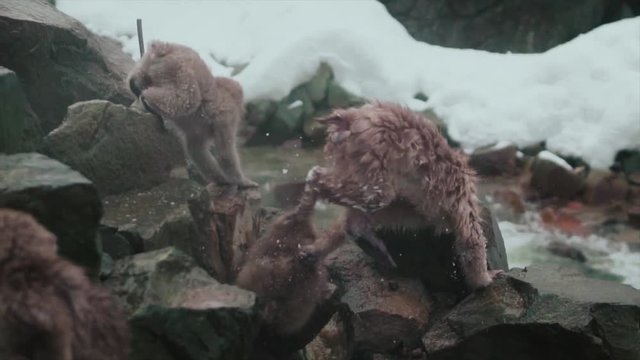 "Snow Monkeys" - Images et vidéos libres de droits | Adobe Stock