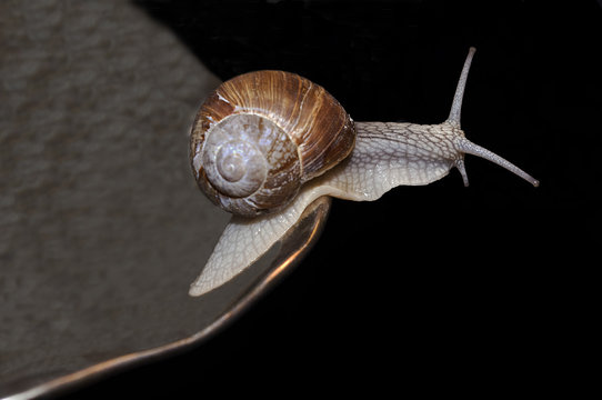 Snigel Images – Browse 33 Stock Photos, Vectors, and Video | Adobe Stock