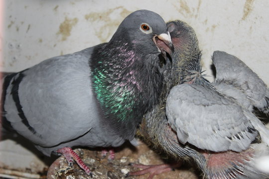 Babytaube Imagens – Procure 4 fotos, vetores e vídeos | Adobe Stock