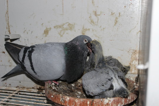 Babytaube Images – Browse 4 Stock Photos, Vectors, and Video | Adobe Stock