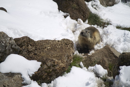 「Topolone」の画像 - 243 件の Stock 写真、ベクターおよびビデオ | Adobe Stock