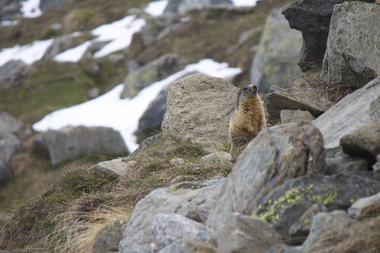 「Topolone」の画像 - 243 件の Stock 写真、ベクターおよびビデオ | Adobe Stock