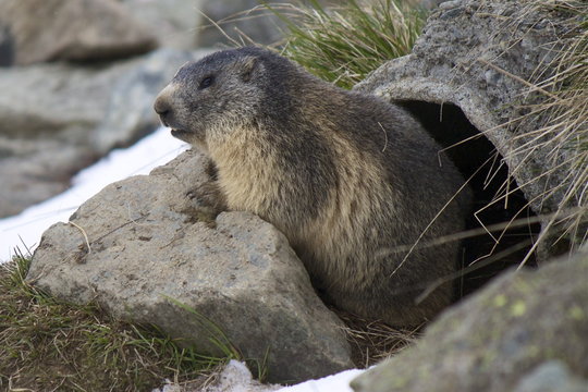 「Topolone」の画像 - 243 件の Stock 写真、ベクターおよびビデオ | Adobe Stock