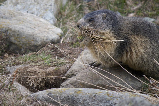 Topolone bilder – Bläddra bland 243 stockfoton, vektorer och videor ...
