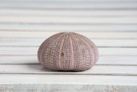 Seeigelskelett Bilder – Durchsuchen 275 Archivfotos, Vektorgrafiken und ...