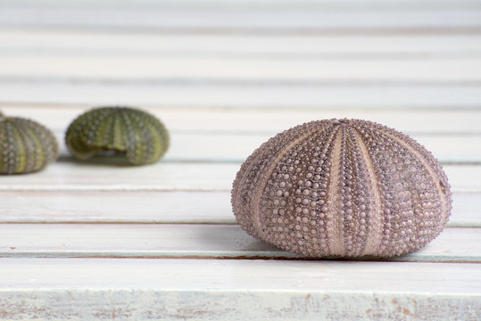 Seeigelskelett Bilder – Durchsuchen 275 Archivfotos, Vektorgrafiken und ...