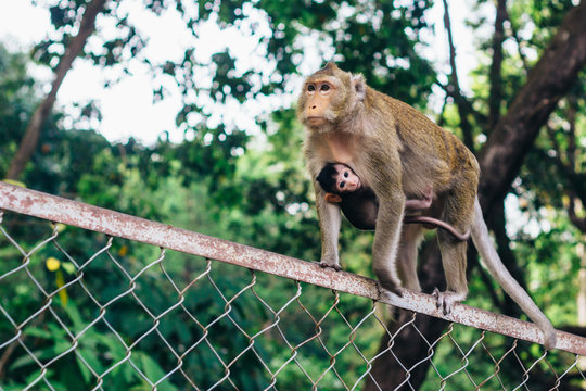 รูปภาพCynomolgus – เลือกดูภาพถ่ายสต็อก เวกเตอร์ และวิดีโอ17,847 | Adobe ...