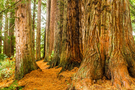 Sequioa Images – Browse 139 Stock Photos, Vectors, and Video | Adobe Stock