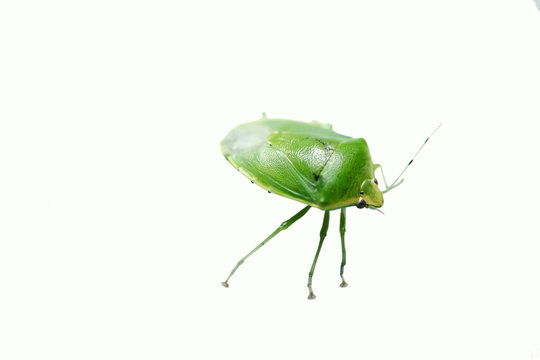 "Chinch Bug" Bilder – Durchsuchen 120 Archivfotos, Vektorgrafiken und ...