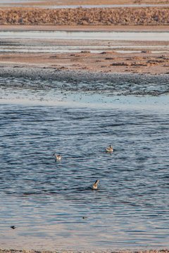 Alticola Images – Browse 35 Stock Photos, Vectors, and Video | Adobe Stock