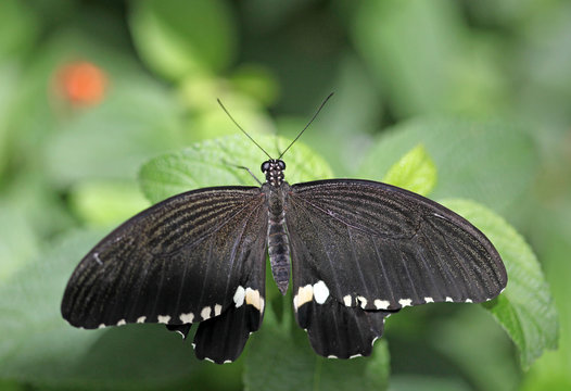 รูปภาพVoleter – เลือกดูภาพถ่ายสต็อก เวกเตอร์ และวิดีโอ165 | Adobe Stock
