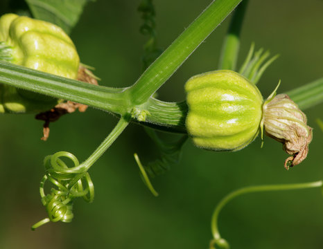 Pousse Images – Browse 6,330 Stock Photos, Vectors, and Video | Adobe Stock