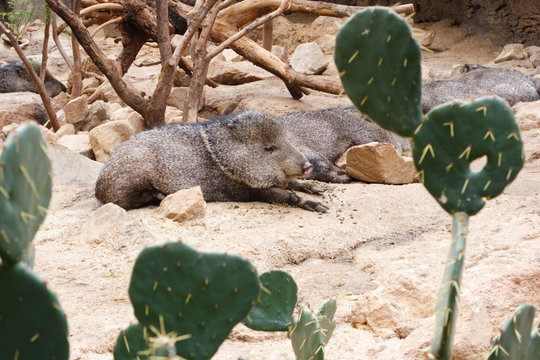 Javelinas-Bilder: Stock-Fotos & -Videos. | Adobe Stock