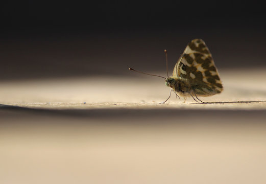 Polilla Bilder – Durchsuchen 515 Archivfotos, Vektorgrafiken und Videos ...