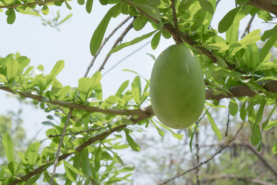 Imágenes de Jicaro: descubre bancos de fotos, ilustraciones, vectores y ...