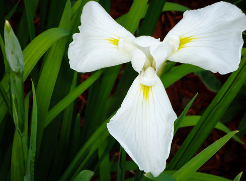 "Japanese Iris" Images – Browse 1,039 Stock Photos, Vectors, and Video ...