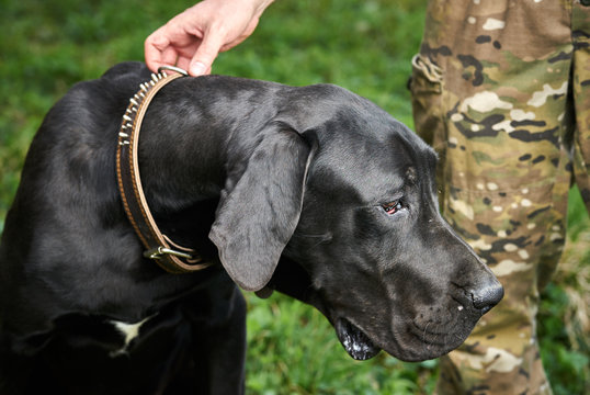 รูปภาพBoarhound – เลือกดูภาพถ่ายสต็อก เวกเตอร์ และวิดีโอ134 | Adobe Stock