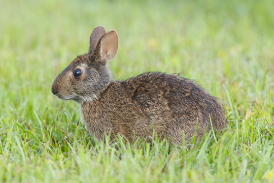 "Marsh Rabbit" Images – Browse 214 Stock Photos, Vectors, and Video ...
