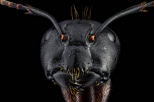 Ant Under Microscope