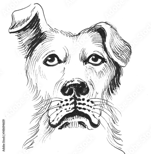 Dog Head Drawings