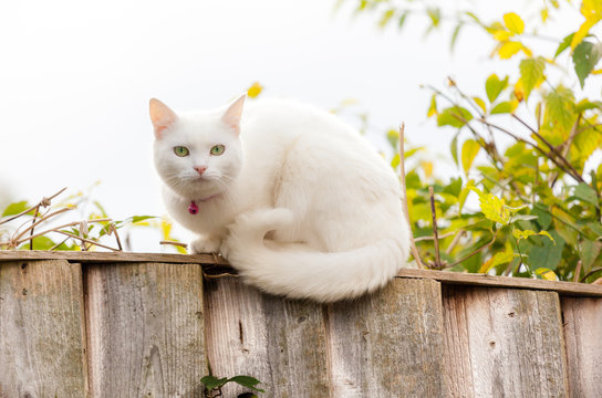 "Cat On Fence" Images – Browse 100 Stock Photos, Vectors, and Video ...
