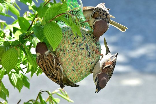 「Feldspatzen」の写真素材 | 41件の無料イラスト画像 | Adobe Stock