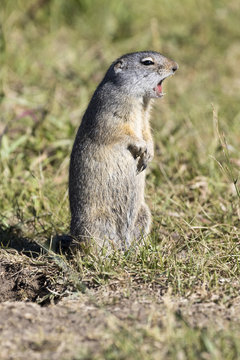 Potgut Images – Browse 41 Stock Photos, Vectors, and Video | Adobe Stock