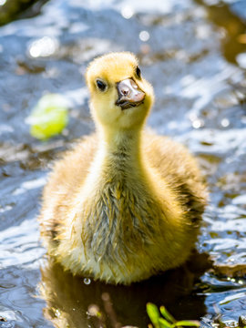 Fluggans bilder – Bläddra bland 28 stockfoton, vektorer och videor ...