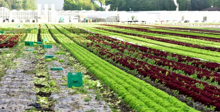 Plein-Champ Images – Browse 15 Stock Photos, Vectors, and Video | Adobe ...