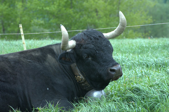 「Eringer」の写真素材 | 102件の無料イラスト画像 | Adobe Stock