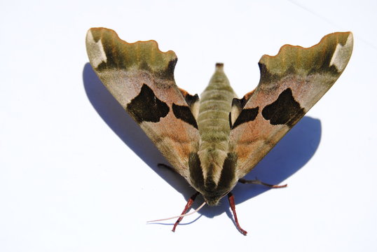"Papillon De Nuit" Images – Browse 307 Stock Photos, Vectors, and Video ...