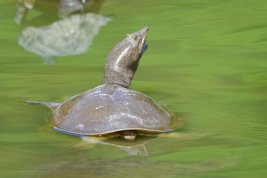 Soft-Shelled Images – Browse 273 Stock Photos, Vectors, and Video ...