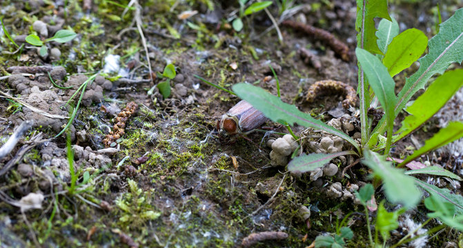 Tracheata Bilder – Durchsuchen 325 Archivfotos, Vektorgrafiken und ...