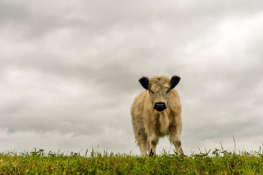 รูปภาพGalloway – เลือกดูภาพถ่ายสต็อก เวกเตอร์ และวิดีโอ4,716 | Adobe Stock