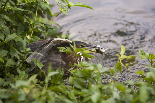 Vis Images – Browse 55,678 Stock Photos, Vectors, and Video | Adobe Stock