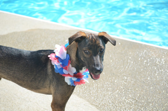 Aruba-Island-Dog Images – Browse 22 Stock Photos, Vectors, and Video ...