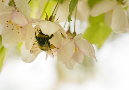 Hummel bilder – Bläddra bland 21,667 stockfoton, vektorer och videor ...