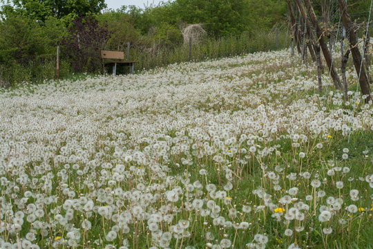 Pusteblumenwiese Images – Browse 91 Stock Photos, Vectors, and Video ...