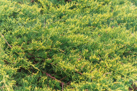 "Creeping Juniper" Bilder – Durchsuchen 359 Archivfotos, Vektorgrafiken ...