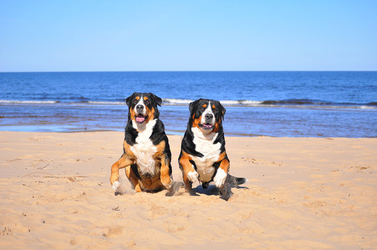 รูปภาพ"Grosser – เลือกดูภาพถ่ายสต็อก เวกเตอร์ และวิดีโอ7,749 | Adobe Stock