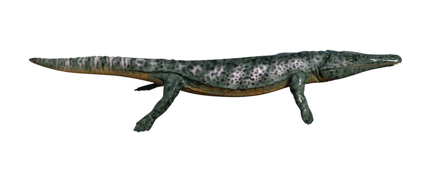 Labyrinthodontia Bilder – Durchsuchen 37 Archivfotos, Vektorgrafiken ...