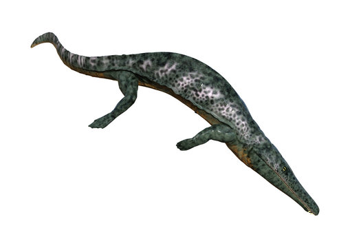 Labyrinthodontia Bilder – Durchsuchen 36 Archivfotos, Vektorgrafiken ...