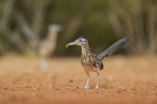 Imágenes de Correcaminos: descubre bancos de fotos, ilustraciones ...