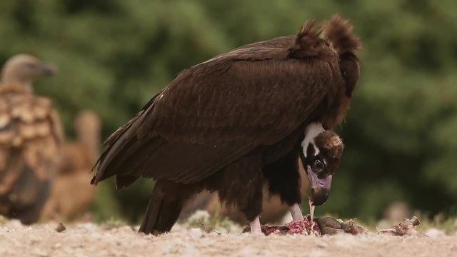 รูปภาพNecrofago – เลือกดูภาพถ่ายสต็อก เวกเตอร์ และวิดีโอ302 | Adobe Stock