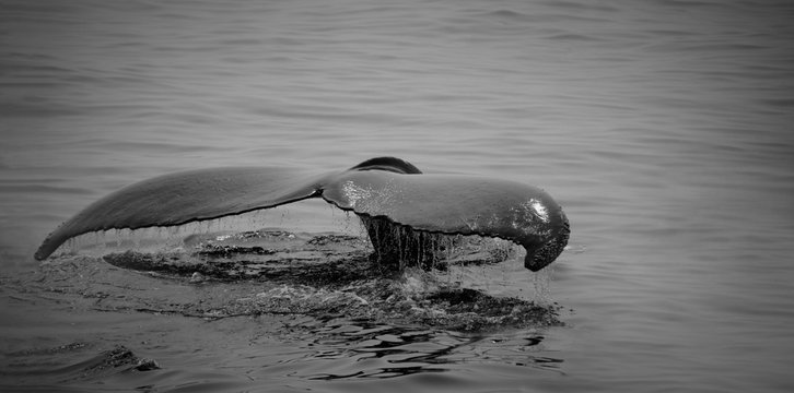 Wahle Bilder – Durchsuchen 50 Archivfotos, Vektorgrafiken und Videos ...