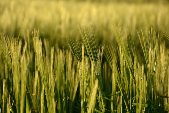 Imágenes de Weizenpflanze: descubre bancos de fotos, ilustraciones ...